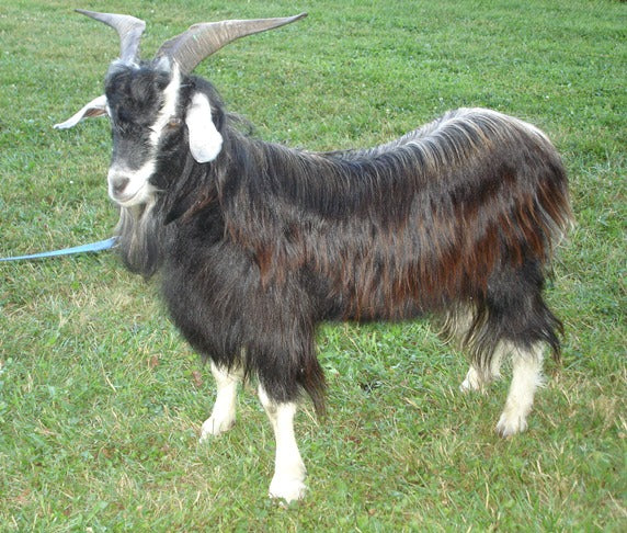 Thank you, Linus! – Laughing Goat Fiber Farm